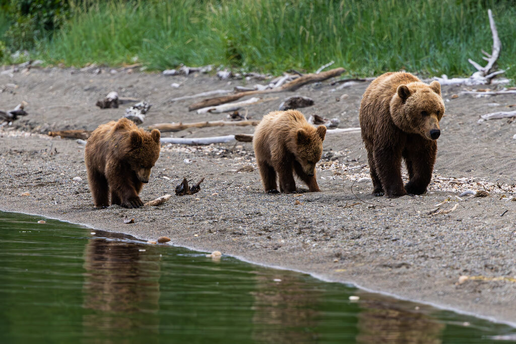 Katmai Expeditions - Wildlife Viewing Guide - CoolWorks.com