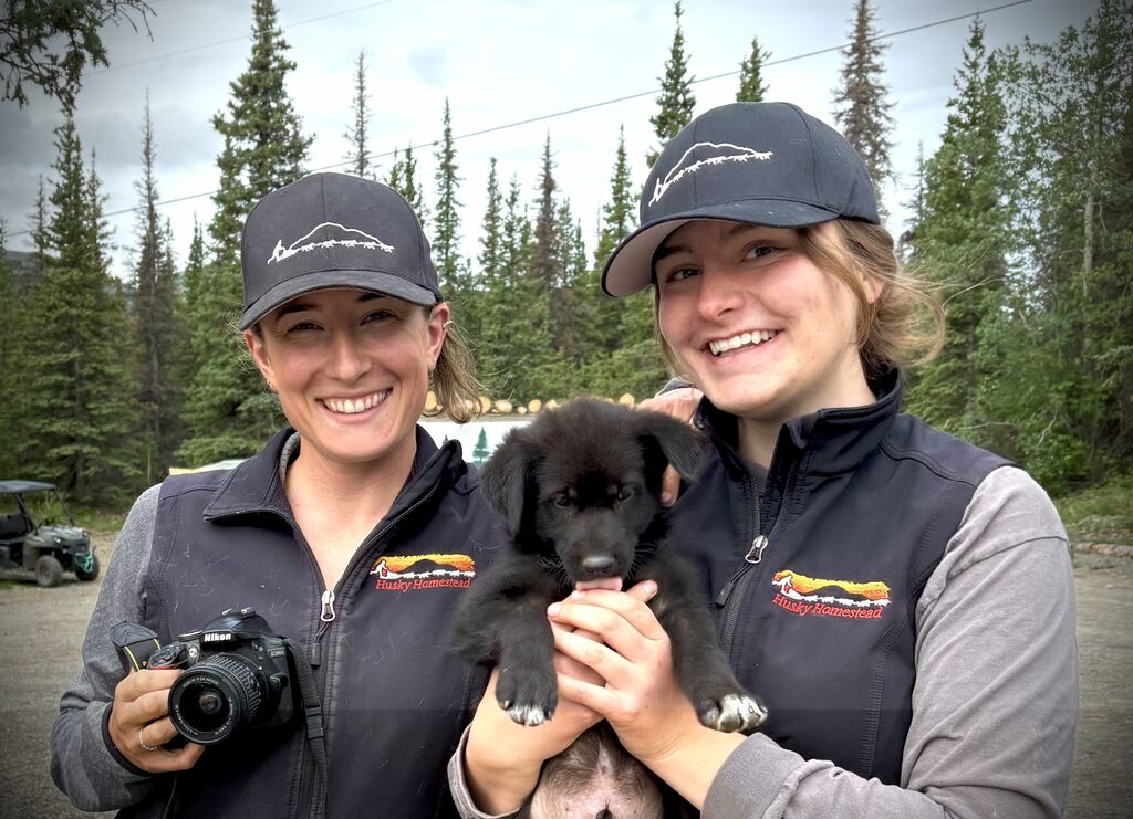 Husky Homestead Tours - An Alaskan summer that's sure to be PAW-some ...